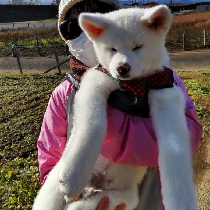 JAPANESE DOGS - 犬心～INUKOKORO～